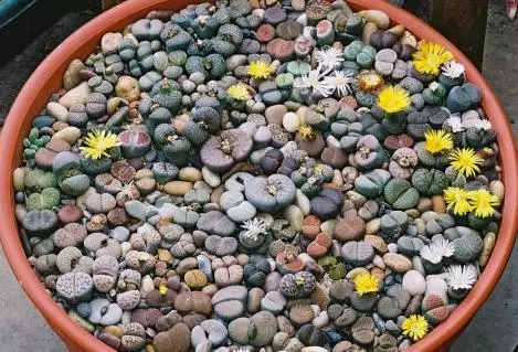 "Live stones" from seeds at home? Recommendations for the cultivation of lithopes