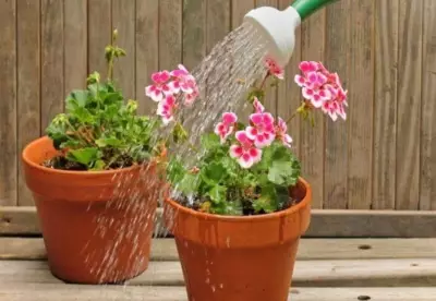 Lian Pelargoniumの世話：植物を養うよりもアンプの花を水にする方法は？肥料を作るための規則