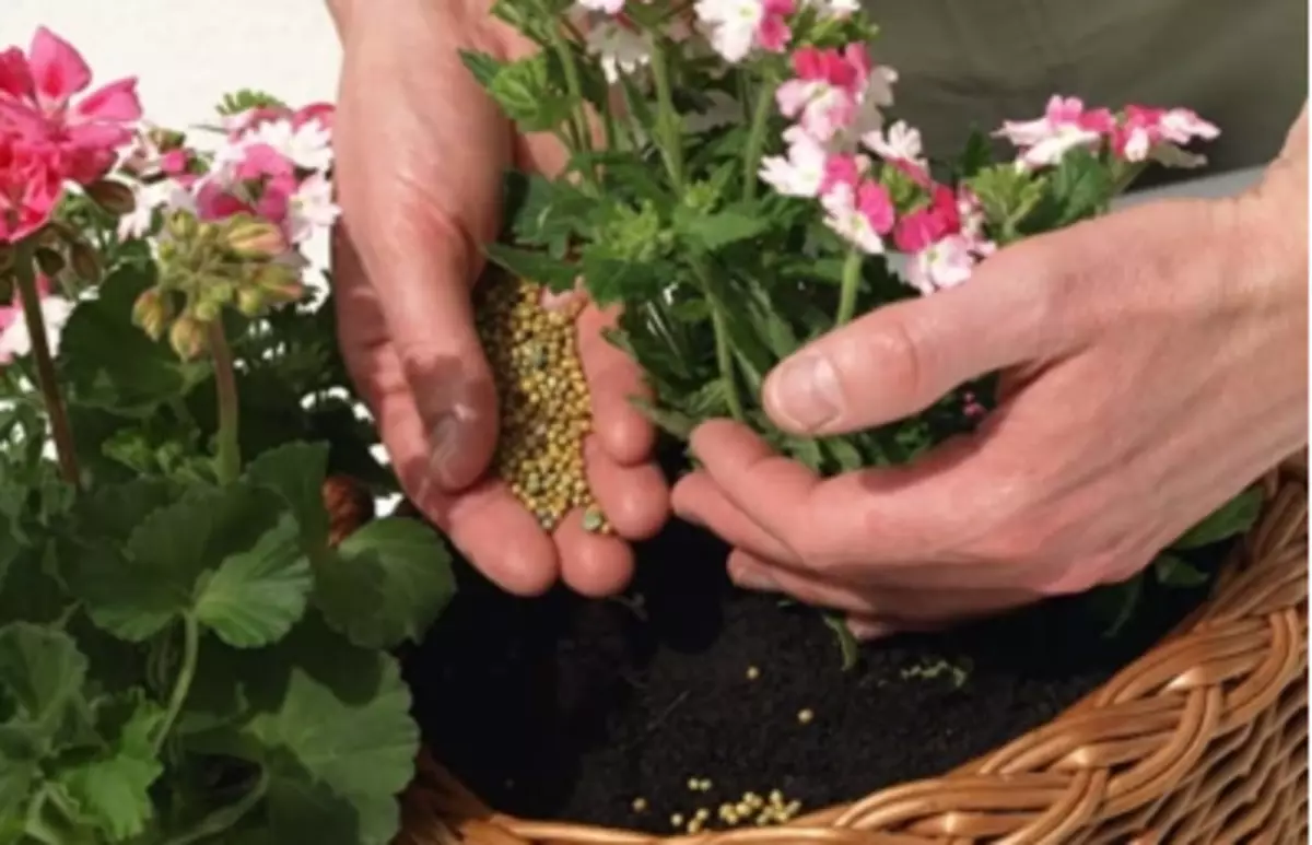 Îngrijire pentru Lian Pelargonium: Cum să apăsați o floare de amplule decât să hrăniți planta? Reguli pentru realizarea îngrășămintelor 694_2