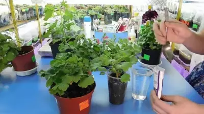 Péče o Lian Pelargonium: Jak vodítko amplulu květina než krmit rostliny? Pravidla pro výrobu hnojiv 694_5