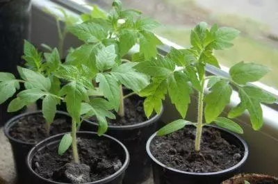 List of tomato seedlings, methods for their treatment and photos of affected areas